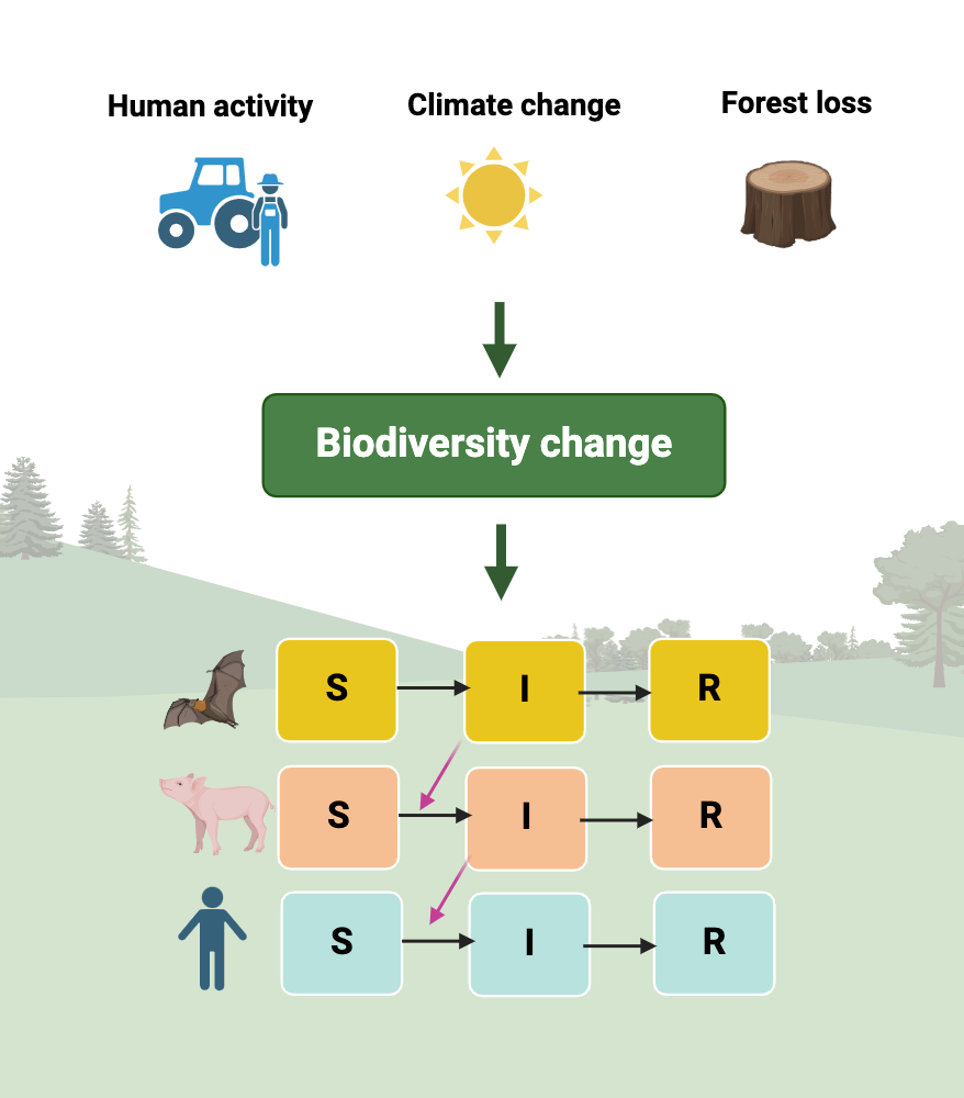 What Models Do (and Don’t) Tell Us About Disease Dynamics | EpiCenter ...